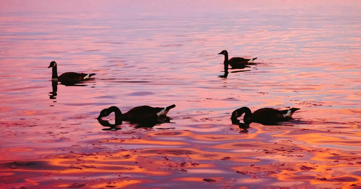 When is the best time to post for 'America/Goose_Bay' timezone?